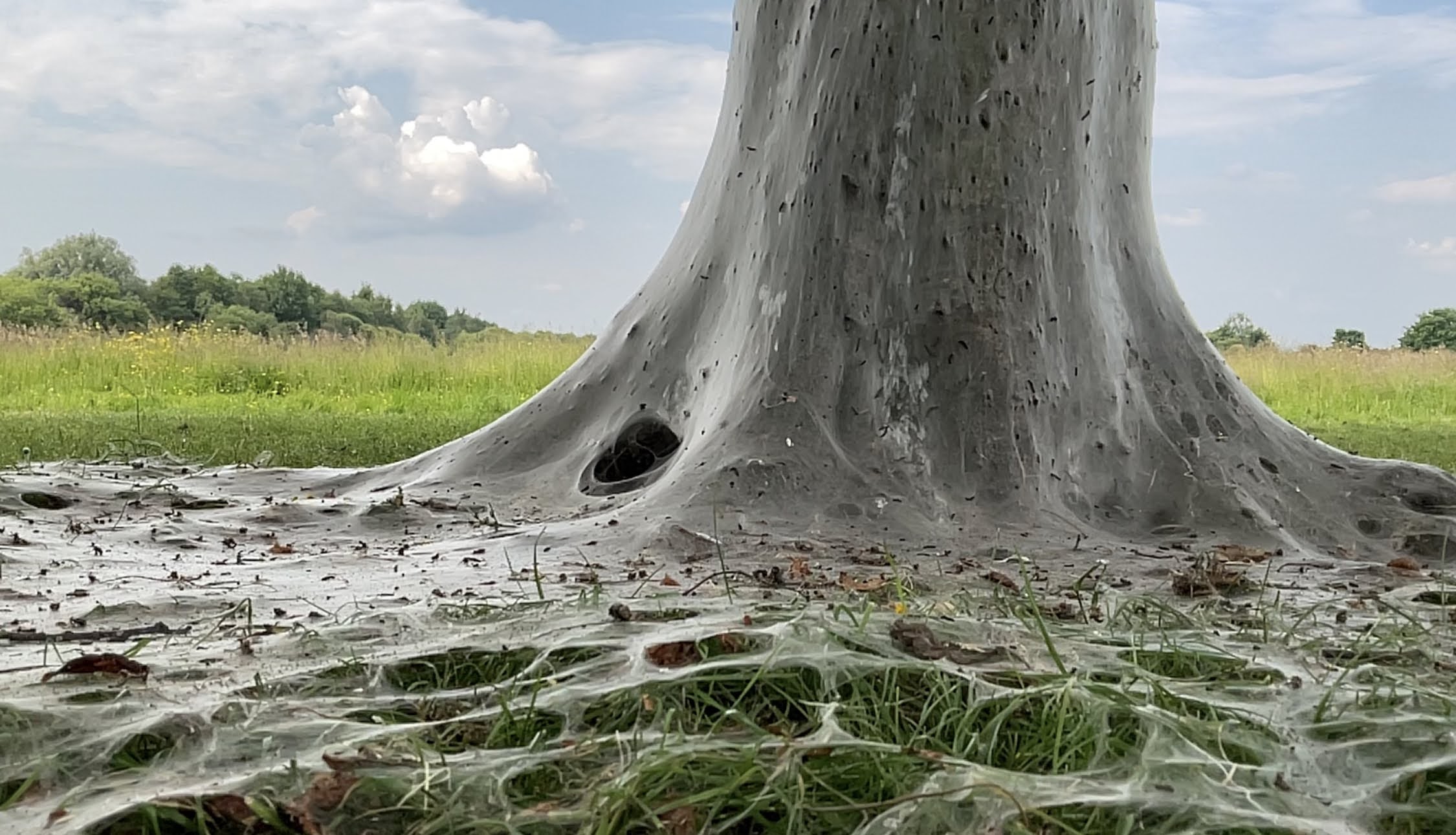 Linwood Creepy Tree Of Life – Paisley Photographs